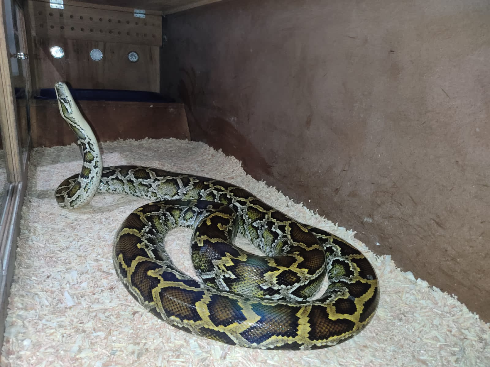 13 cobras são apreendidas em operação contra tráfico de animais em Blumenau