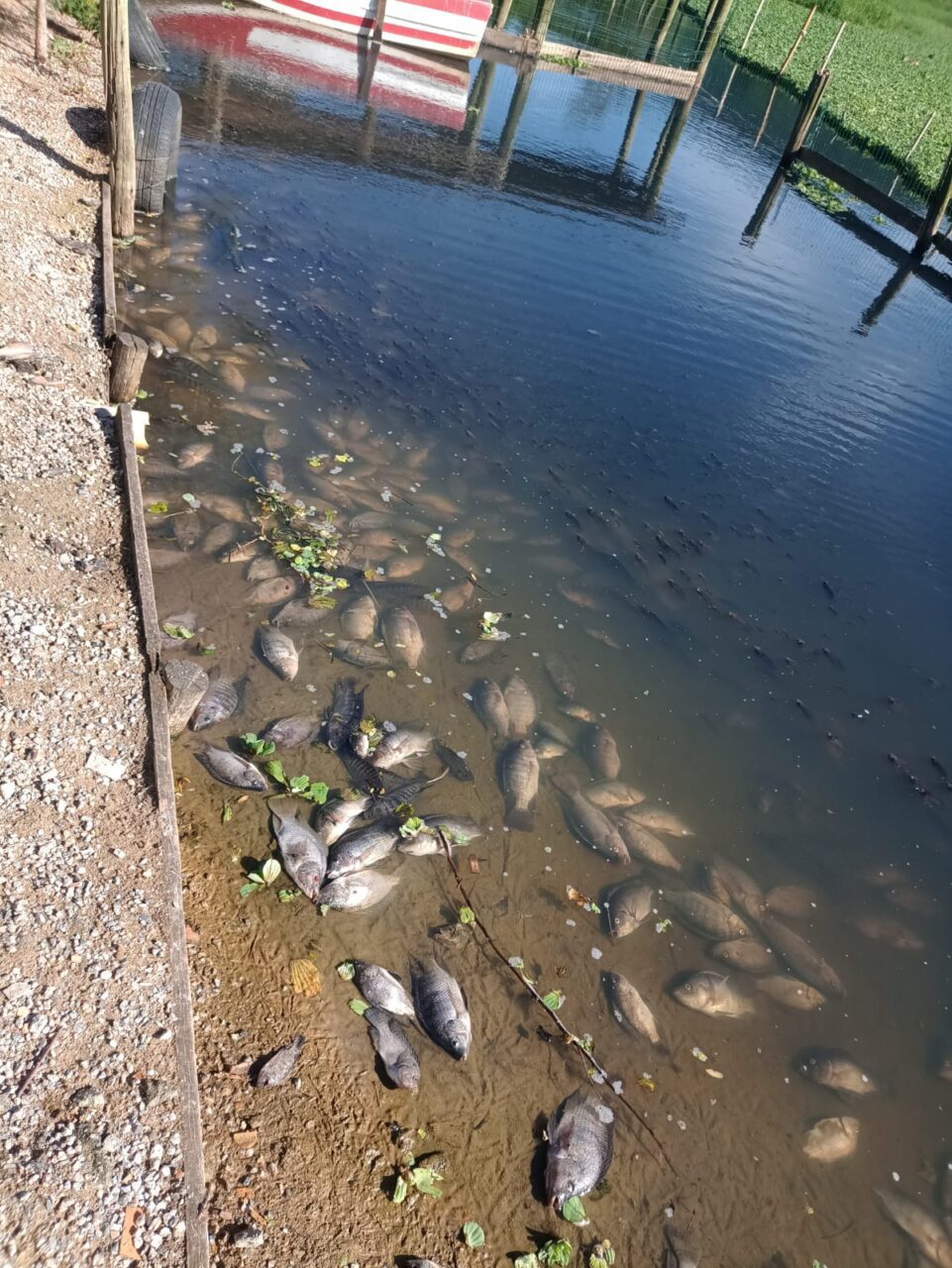 Centenas de peixes aparecem mortos em Lagoa de Imbituba; veja imagens