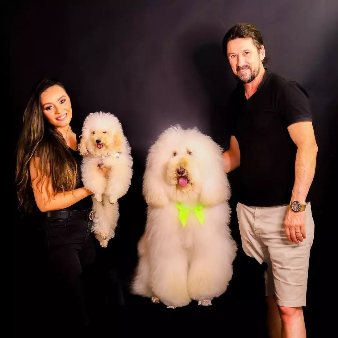 Conheça Bredy, o poodle gigante de SC que viralizou com bronca
