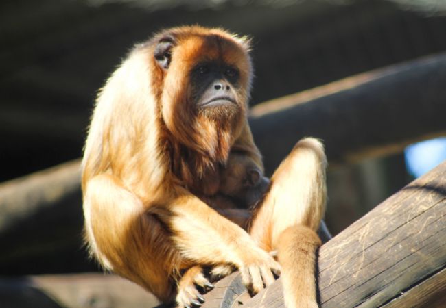 Bugio-preto nasce no Zoo Pomerode; veja fotos