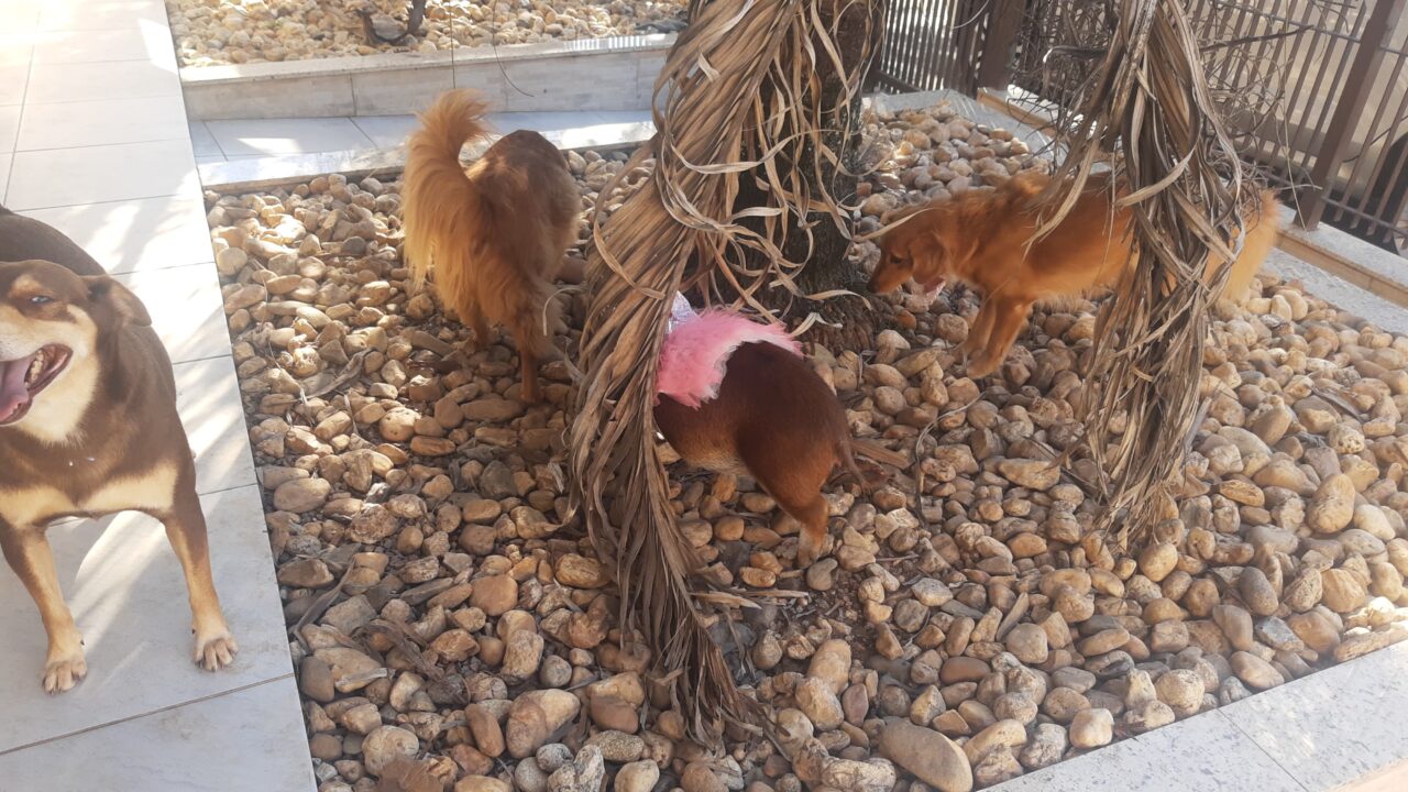 Conheça a Bia Pepperoni, a mini pig moradora de SC
