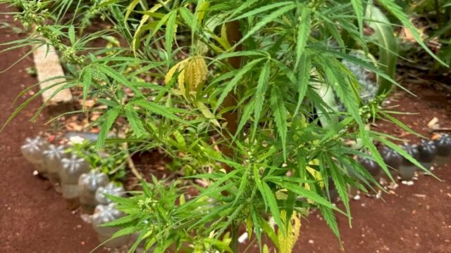 Denúncia revela pé de maconha em quintal de casa em SC